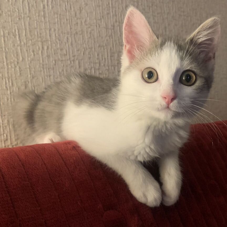 Котёнок в добрые руки