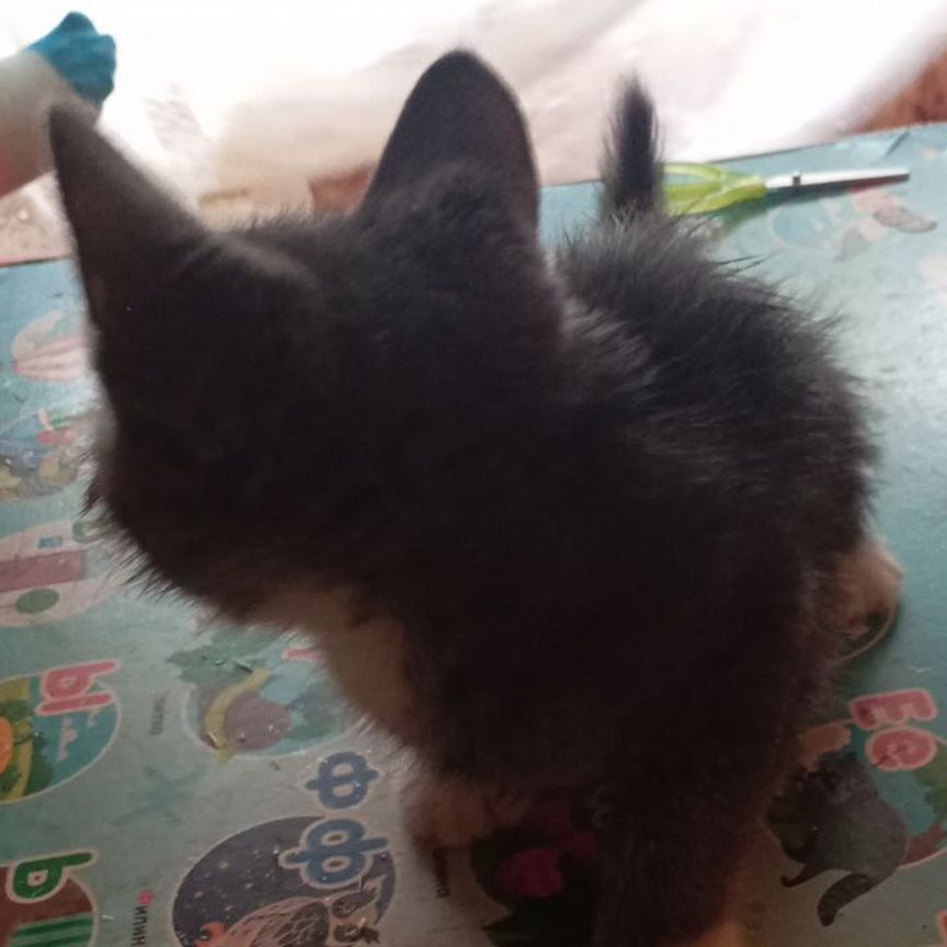 Котенок