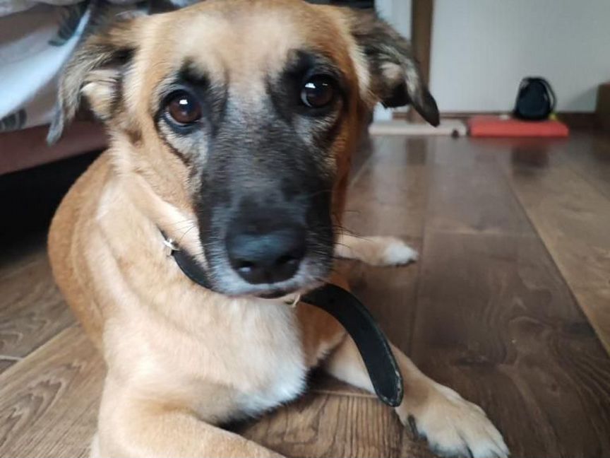 Небольшой песик Тобби 2 года ищет дом