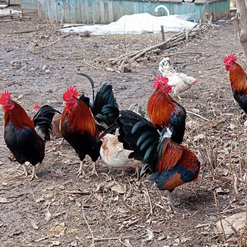 Продам декоративного петушка