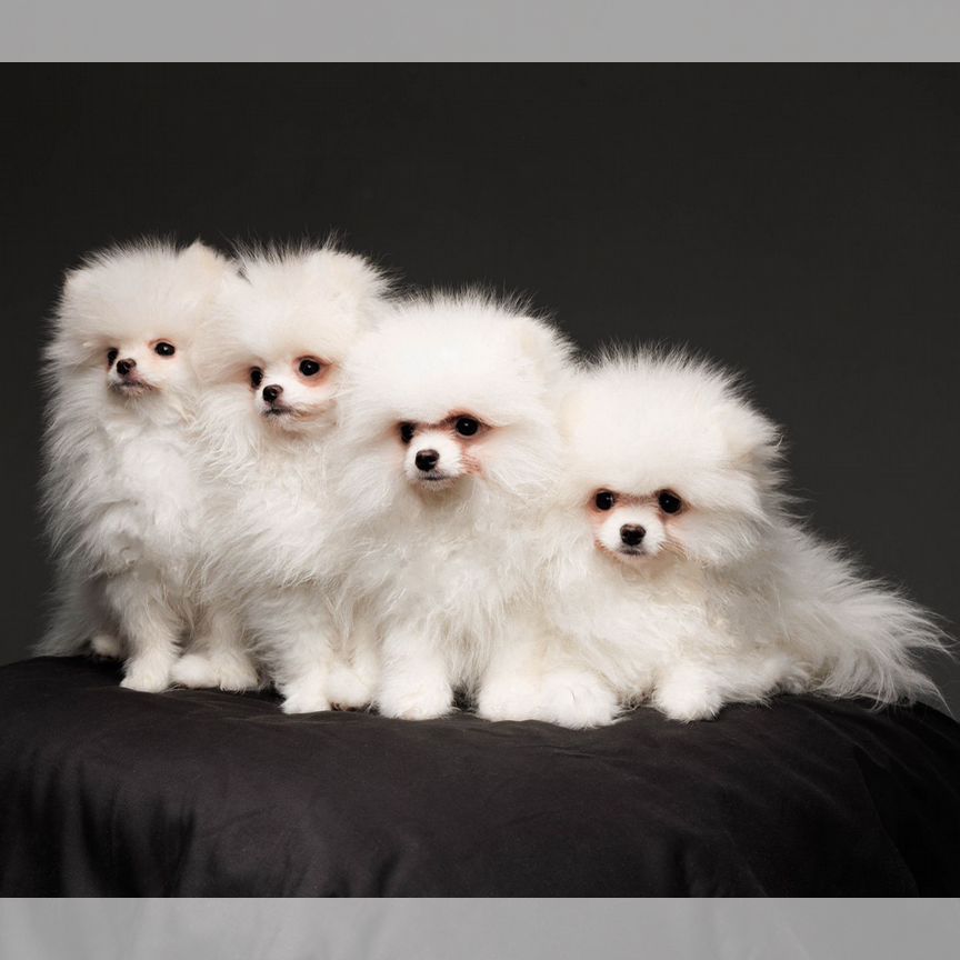 Померанский шпиц, щенок