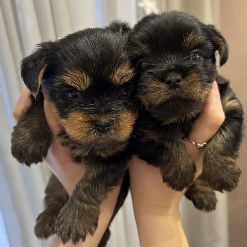 Йоркширский терьер, щенок