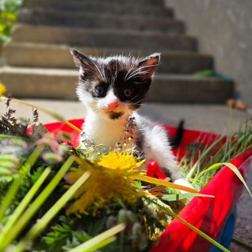 Котята в добрые руки