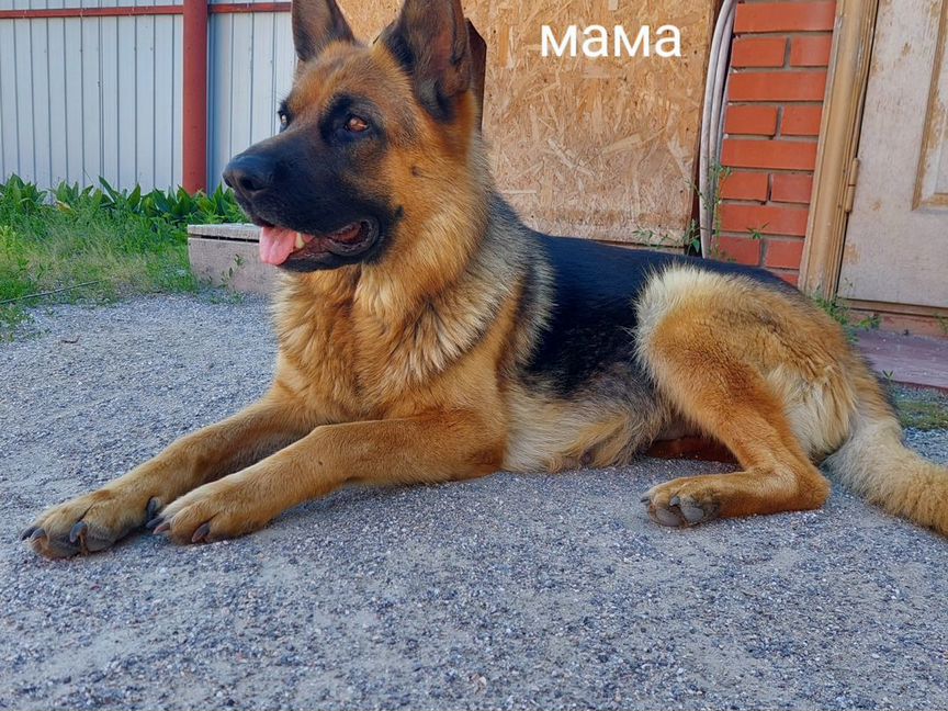 Продам щенков немецкой овчарки