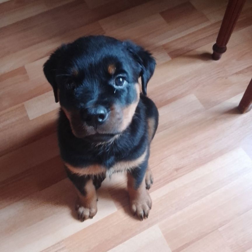 Щенки ротвейлера