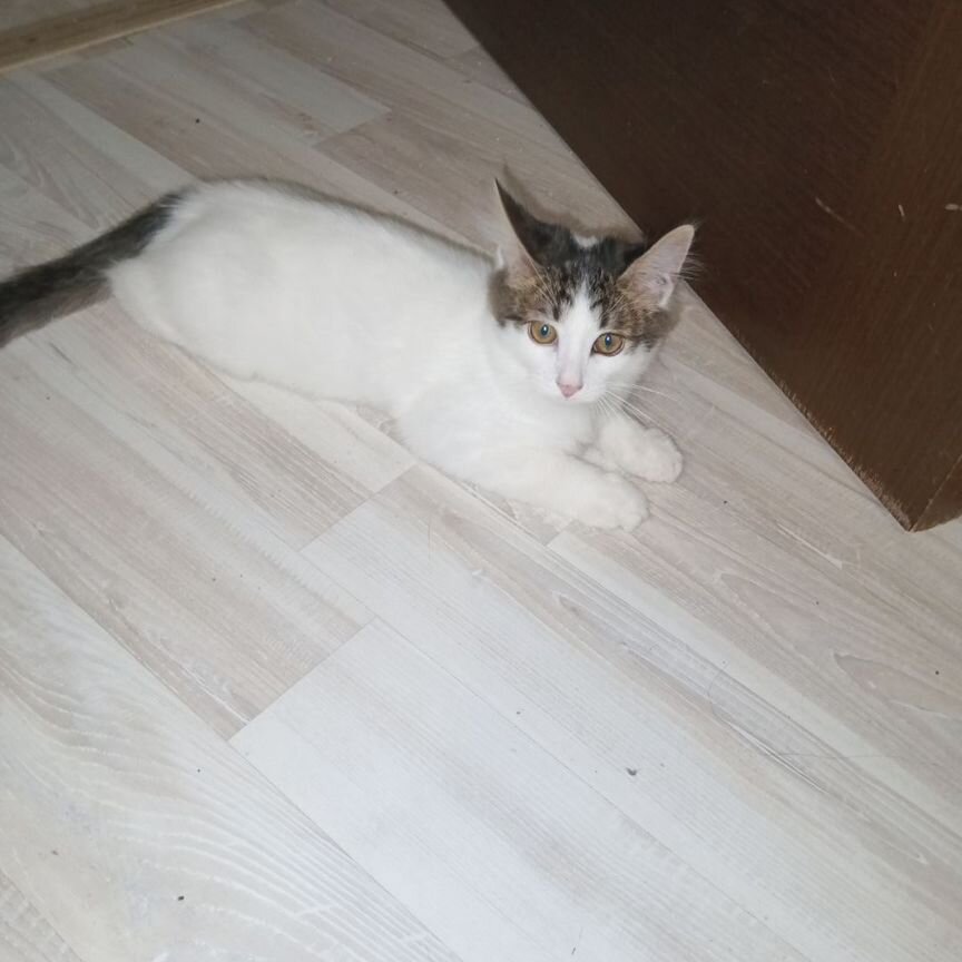 Отдам замечательных и умных котят в добрые руки