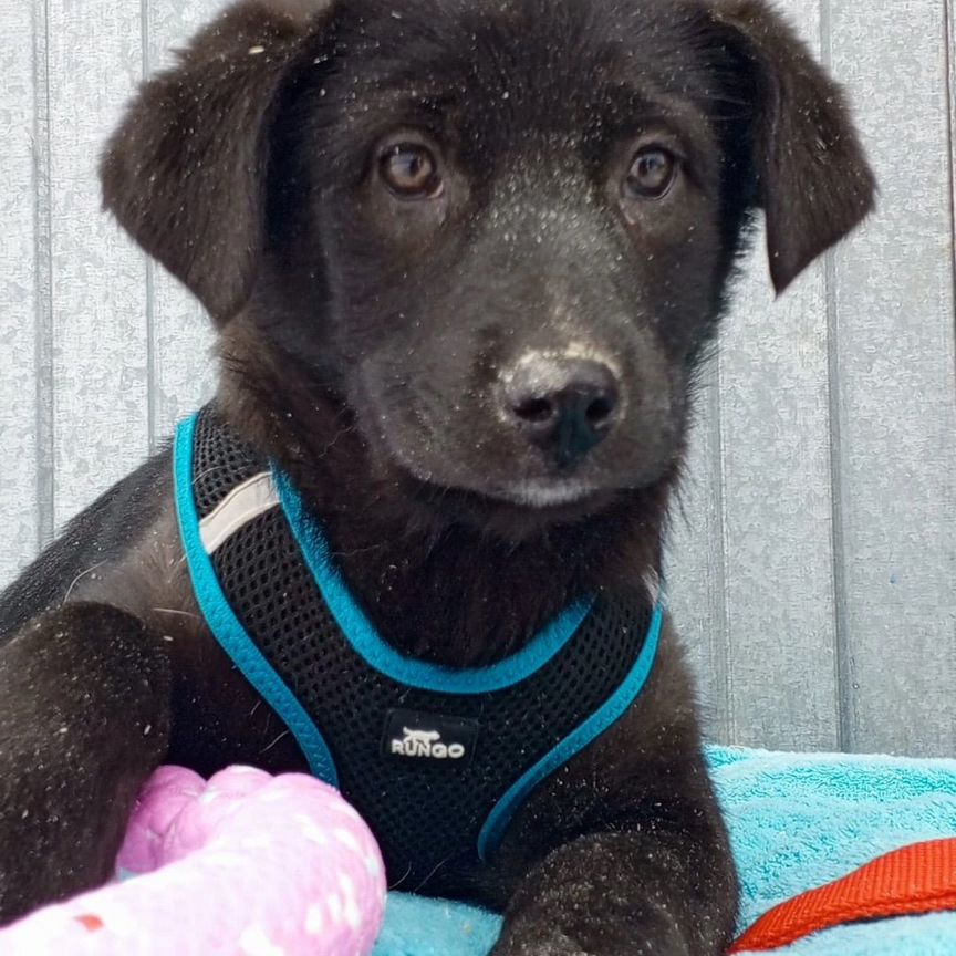 Отдам собаку в добрые руки бесплатно