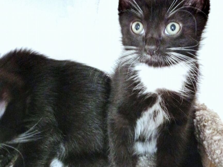 Котенок девочка бесплатно