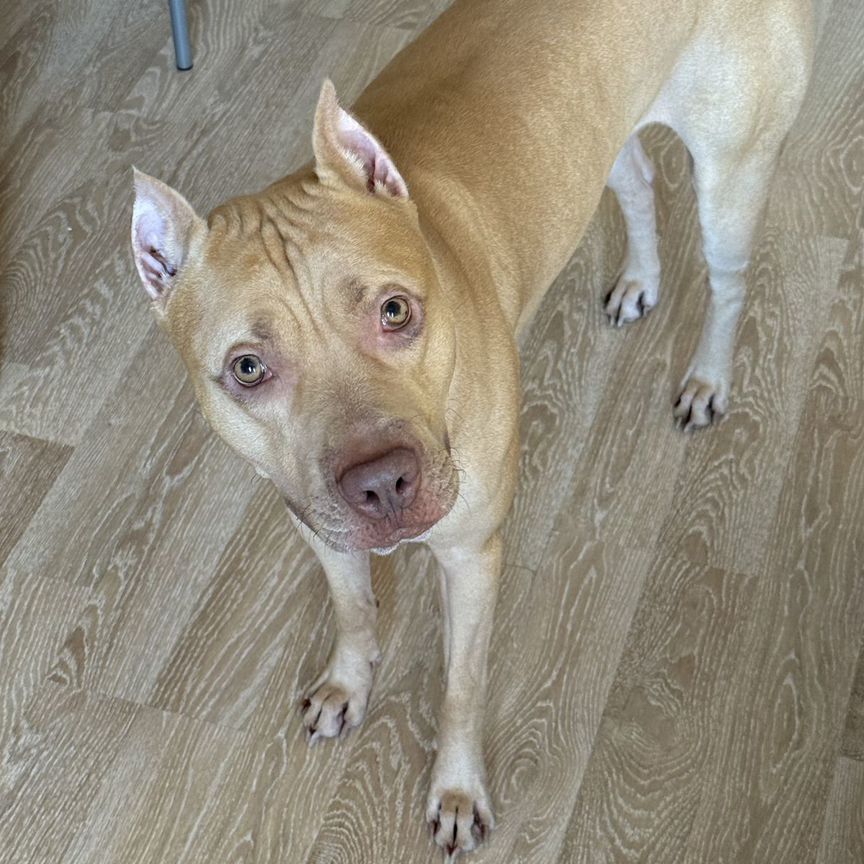 Американский питбультерьер, взрослый пёс