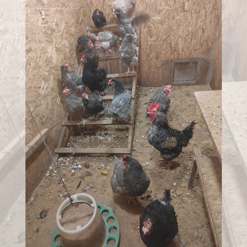 Куры несушки, Чешский доминант