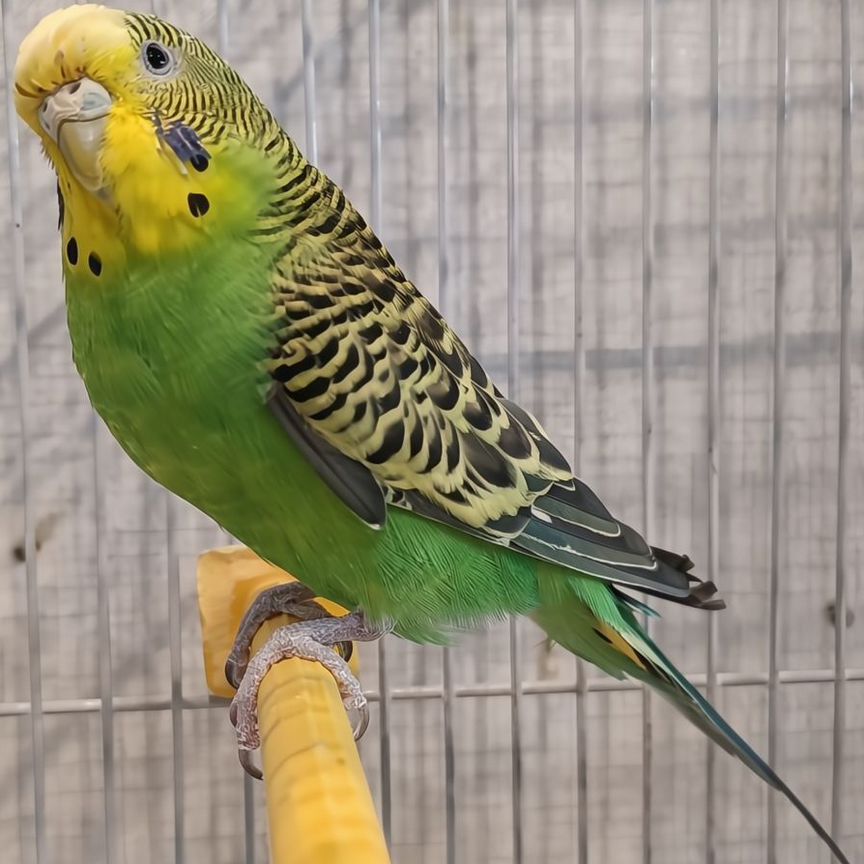 Волнистый попугай с клеткой