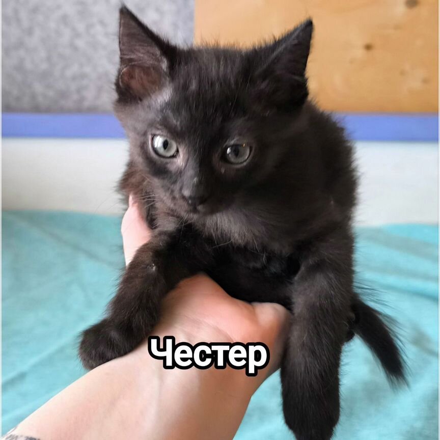 Котенок
