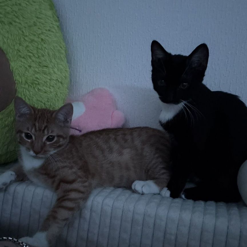 Котята (непородистые)