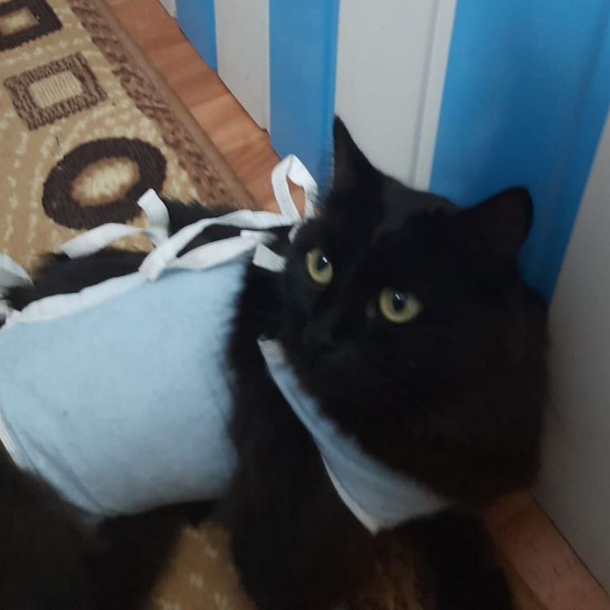 Котейки
