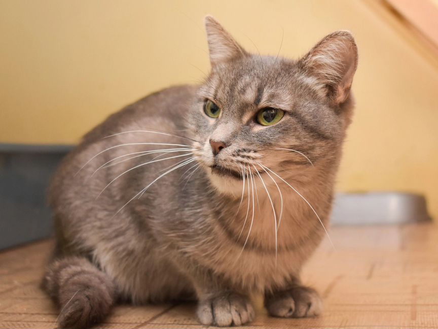 Кошка в дар