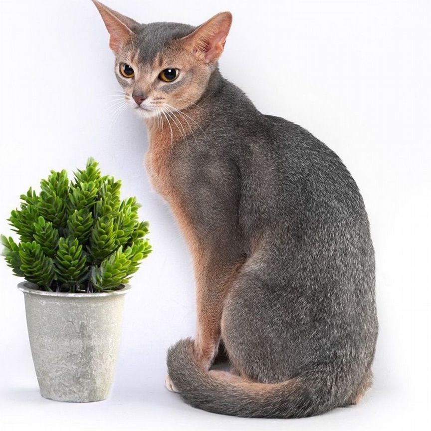 Абиссинские котята