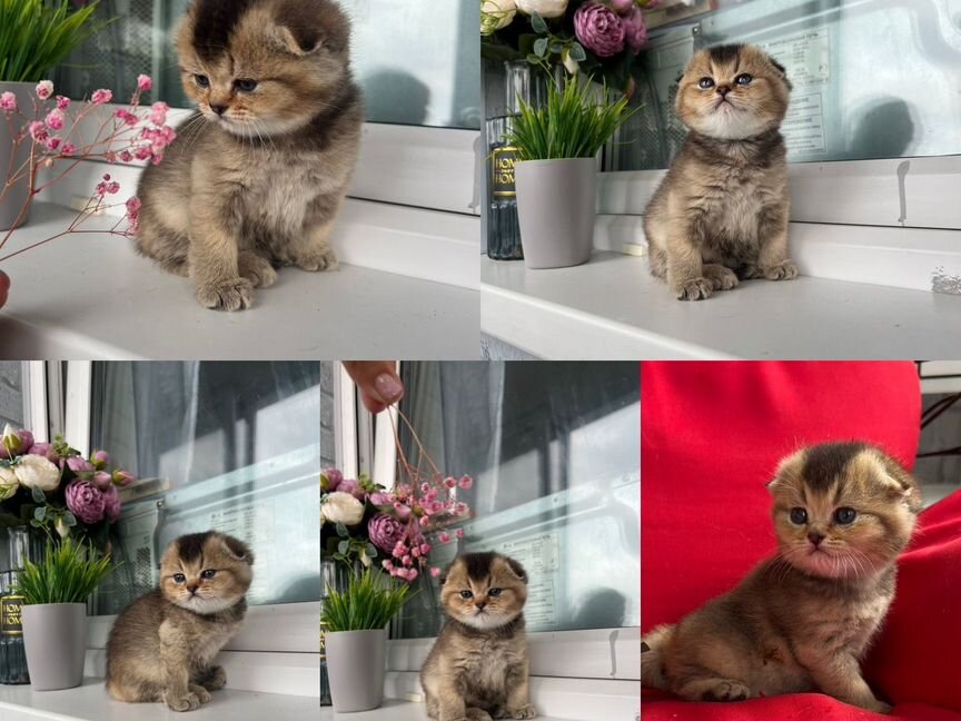 Шотландские котята
