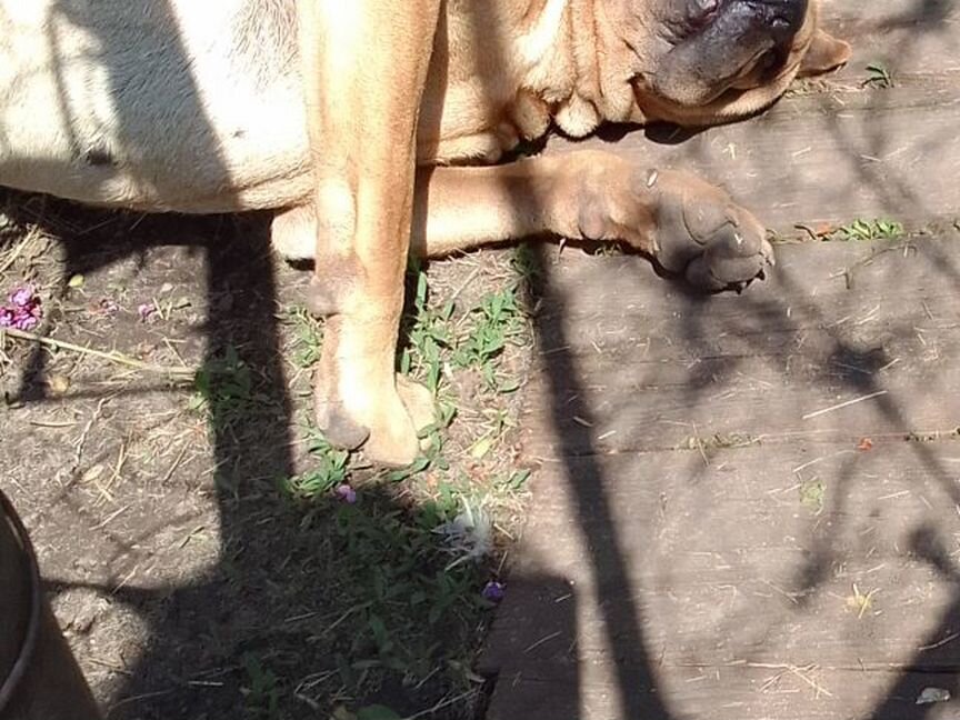 Собака шарпей