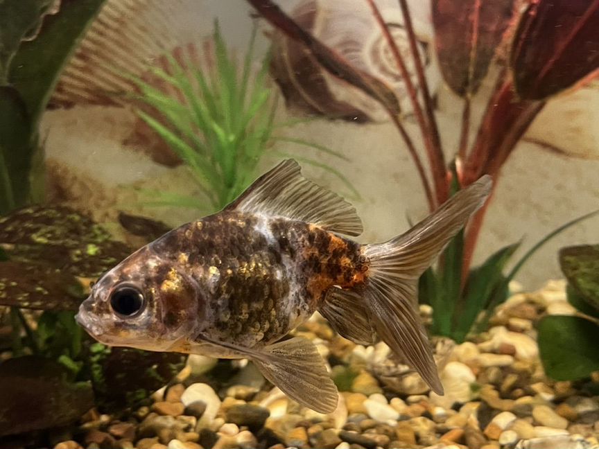 Золотые рыбки