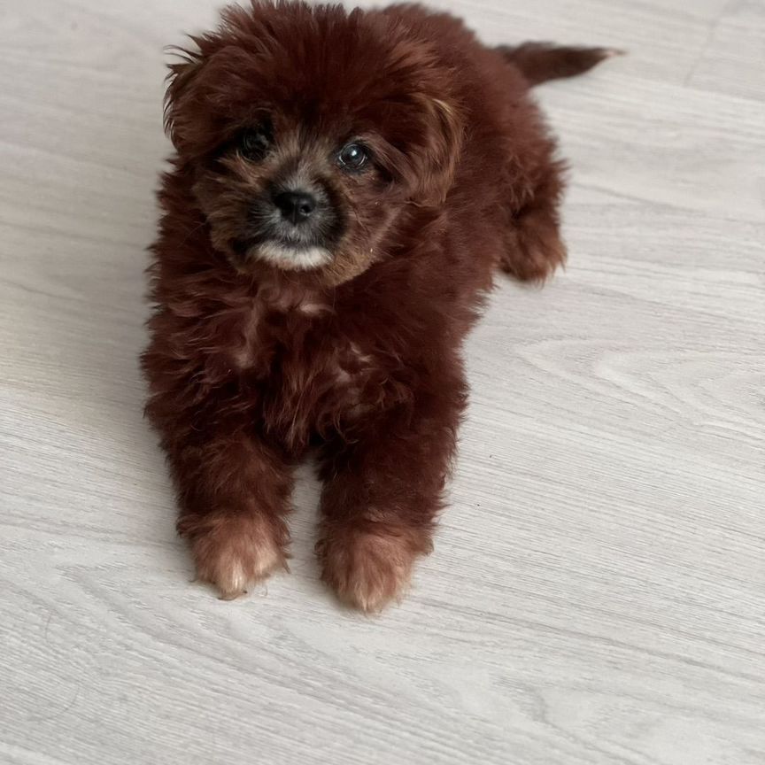 Щенок мальтпу