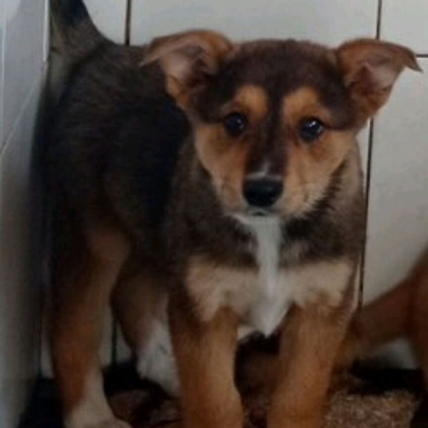 Щенки в добрые руки