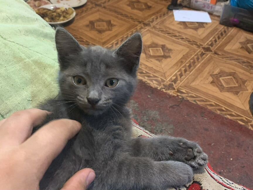 2 котёнка отдадим в добрые руки