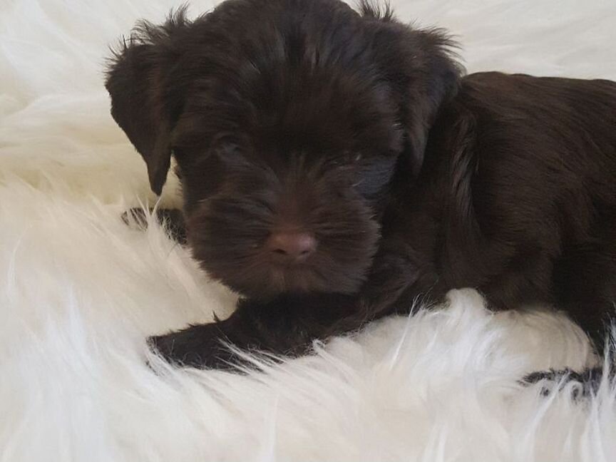 Шоколадный йорк