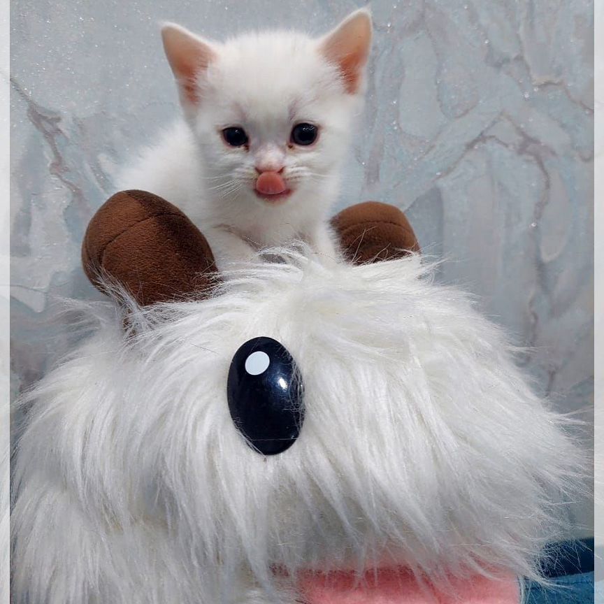 Тайские котята