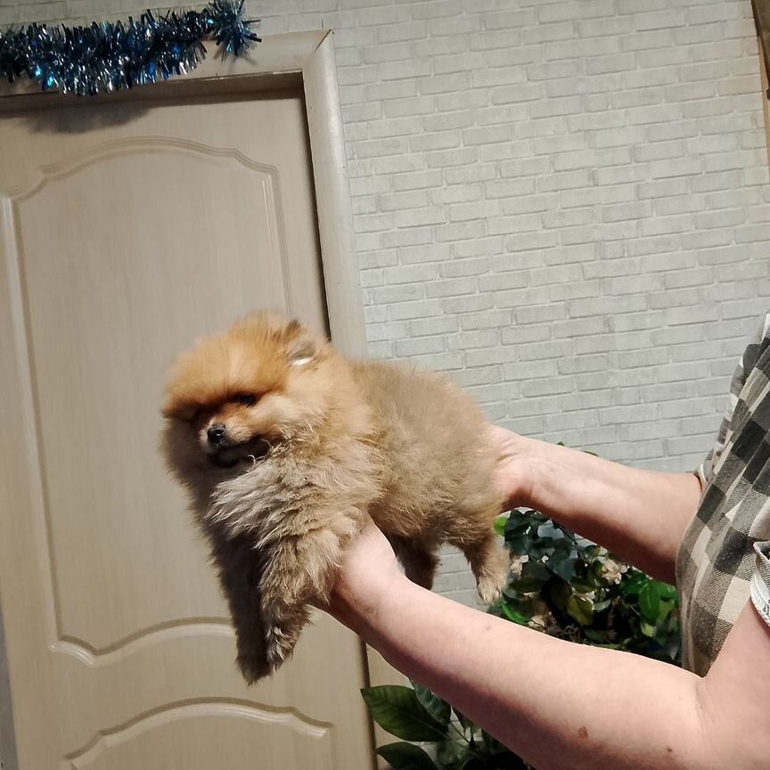 Померанский шпиц