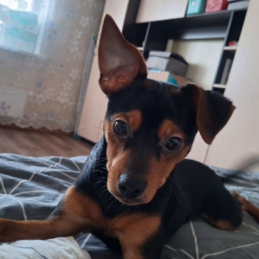 Русский той-терьер, щенок