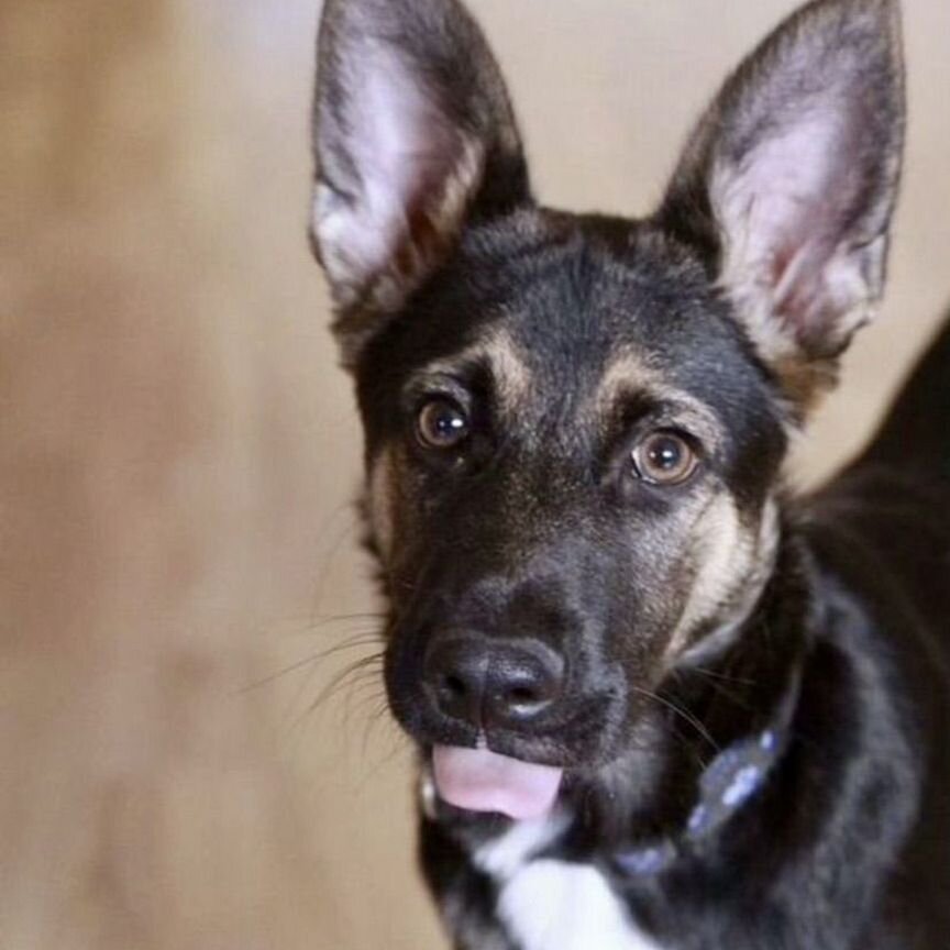 Взрослый пёс в добрые руки