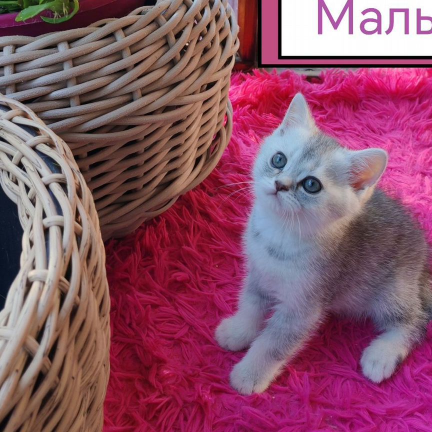 Шотландский прямоухий короткошёрстный котёнок