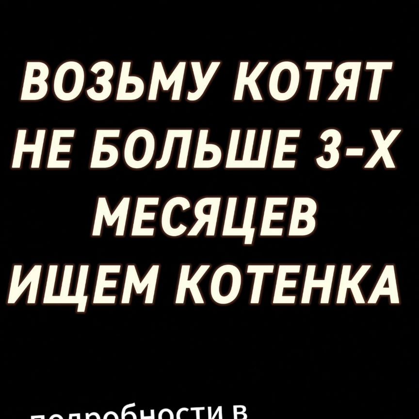 Возьму котенка