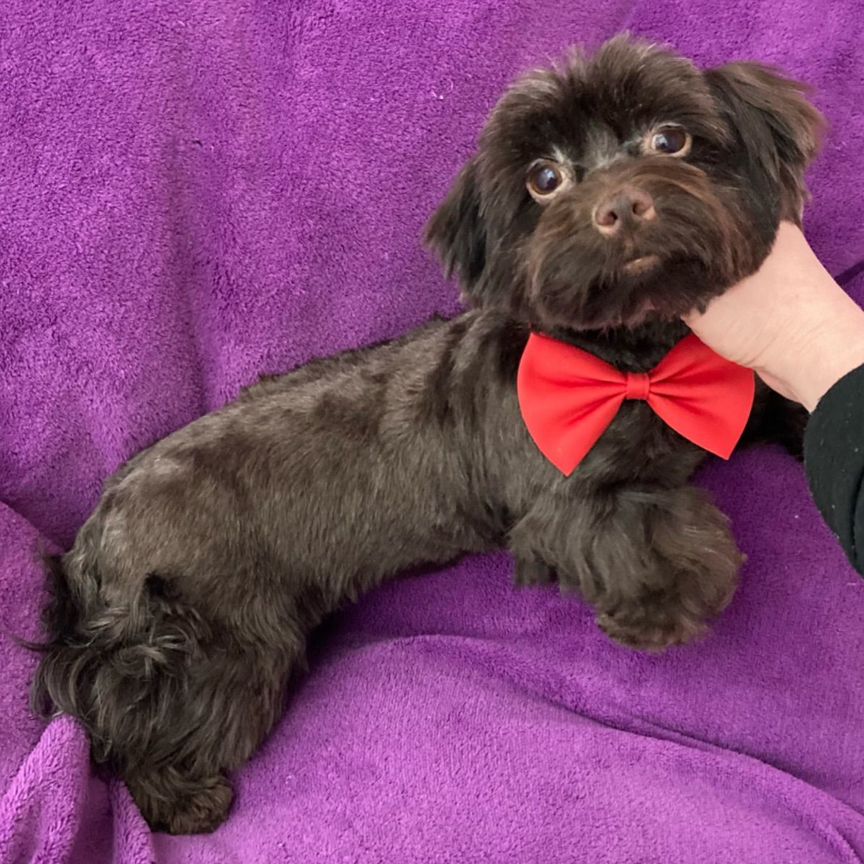 Йоркширский терьер, взрослая собака