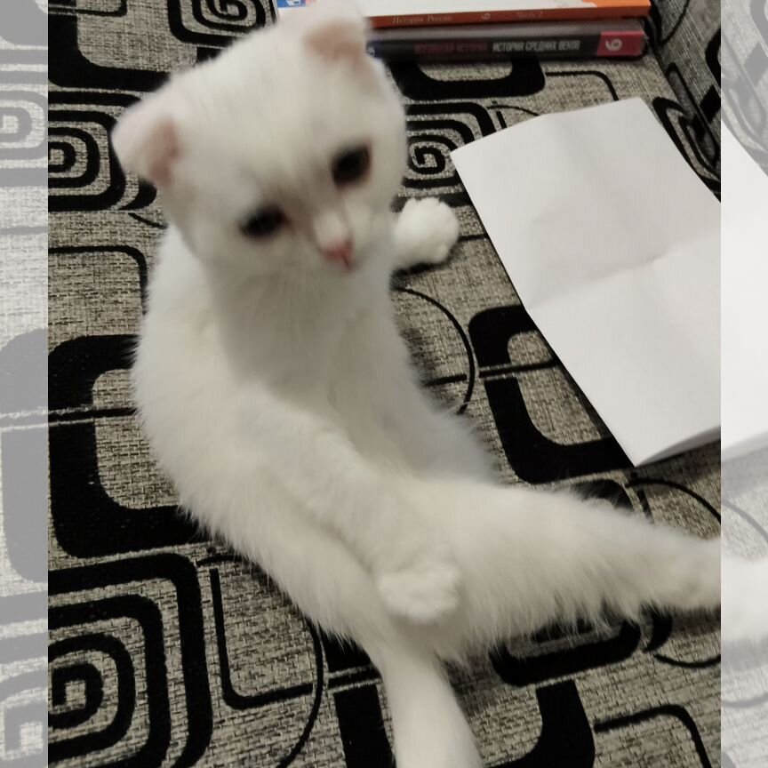 Продаю котенка