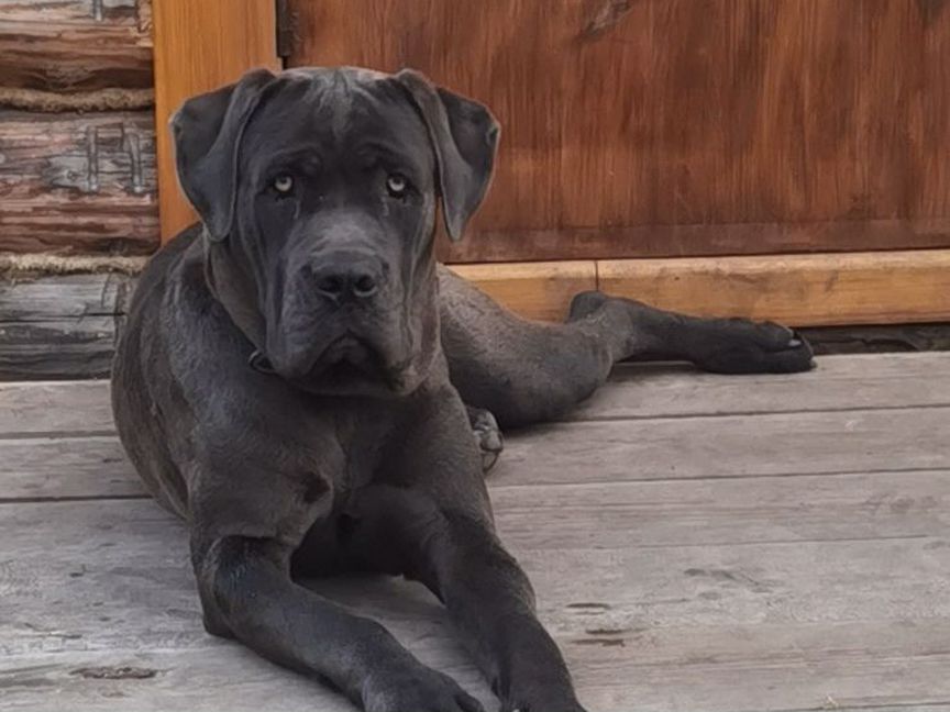 Кане Корсо бесплатно