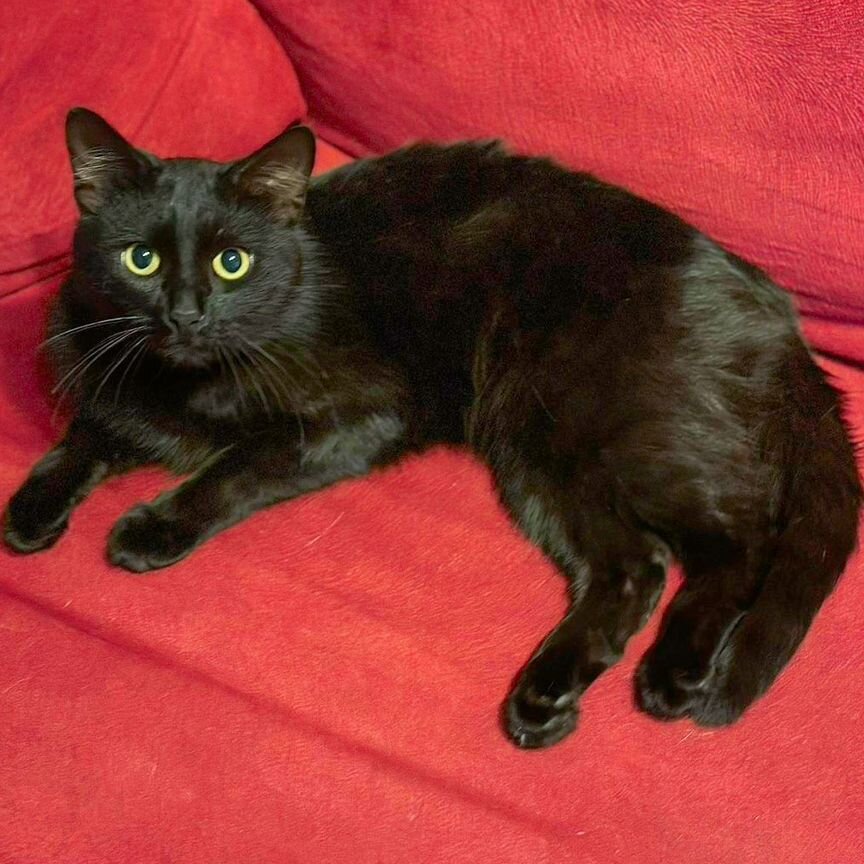 Кот (безпородный)