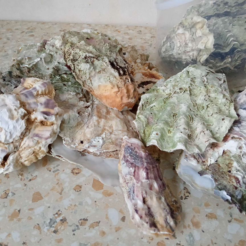 Раковины устриц