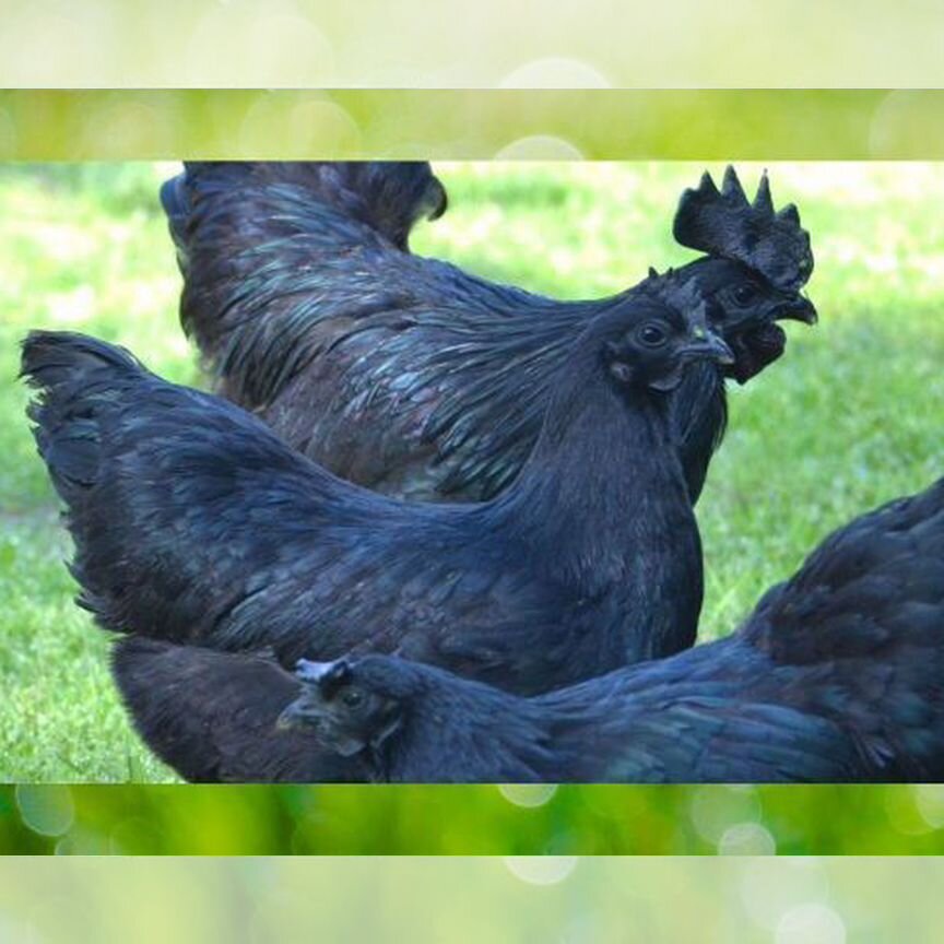 Черные куры ухейилюй