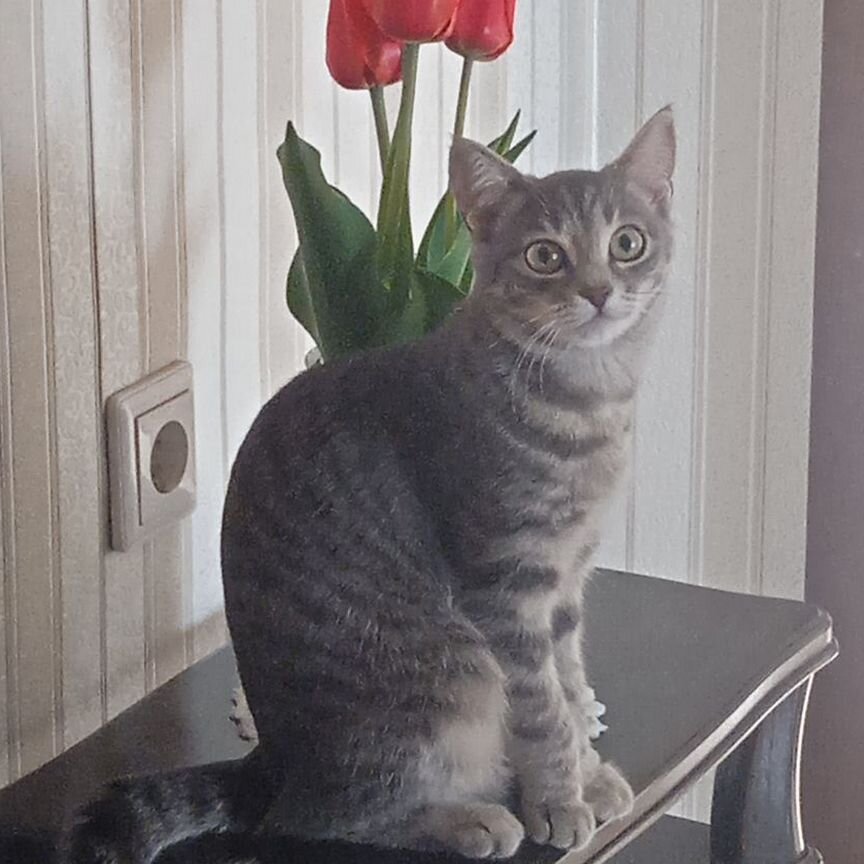 Шотландская прямоухая короткошёрстная, взрослая кошка