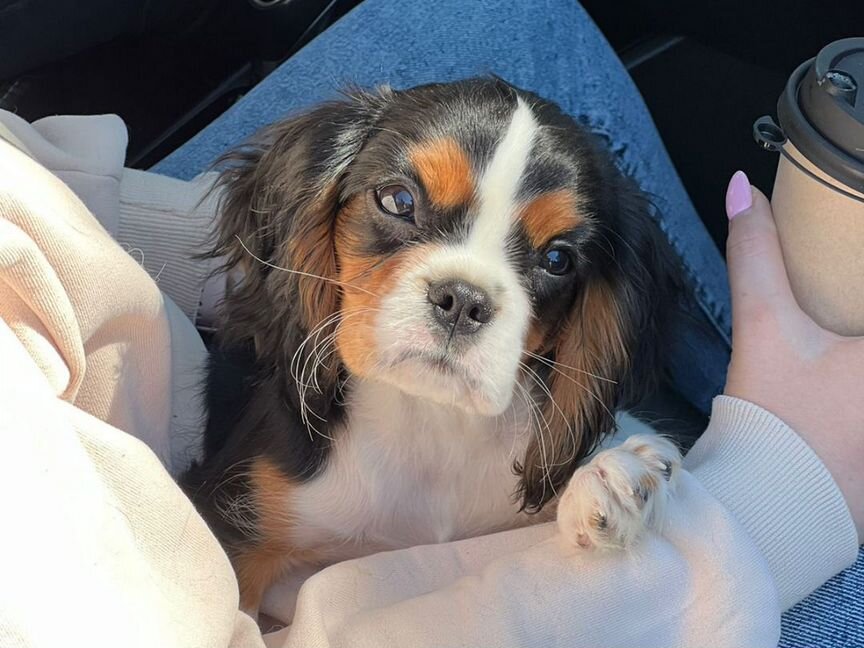 Кавалер Кинг Чарльз спаниель