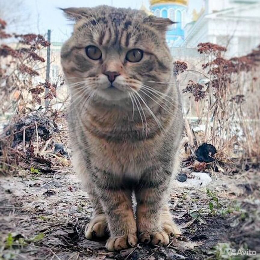 Кот Марти ответственным людям