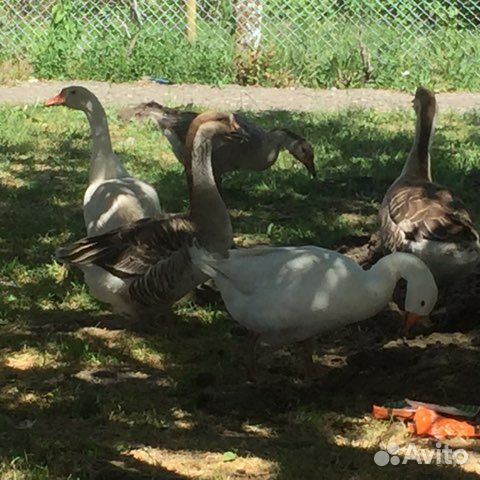 Гуси белые серые домашнии