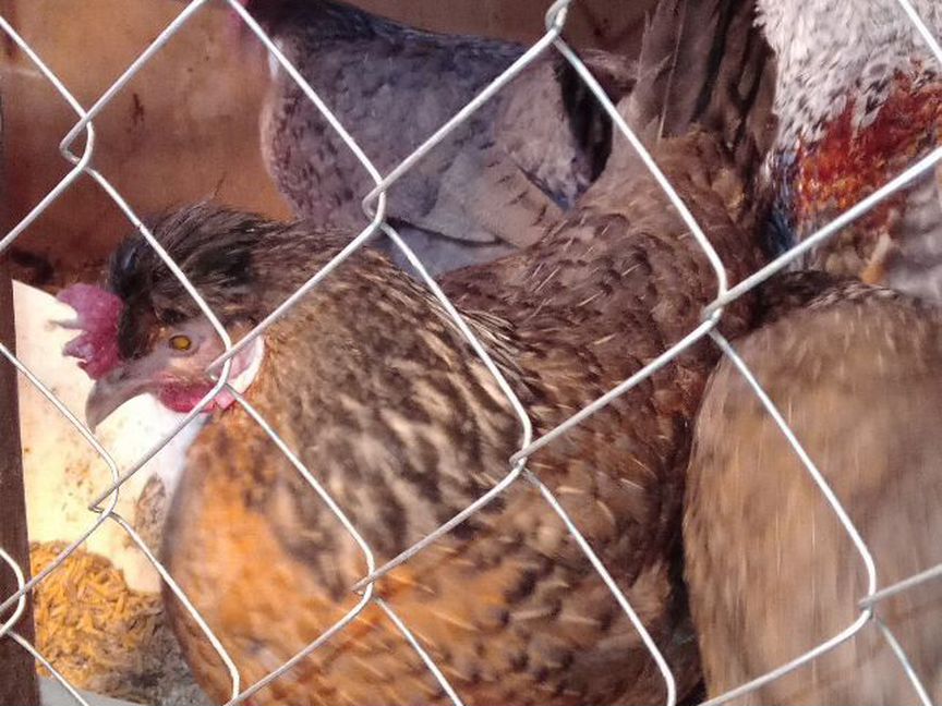 Куры Легбар