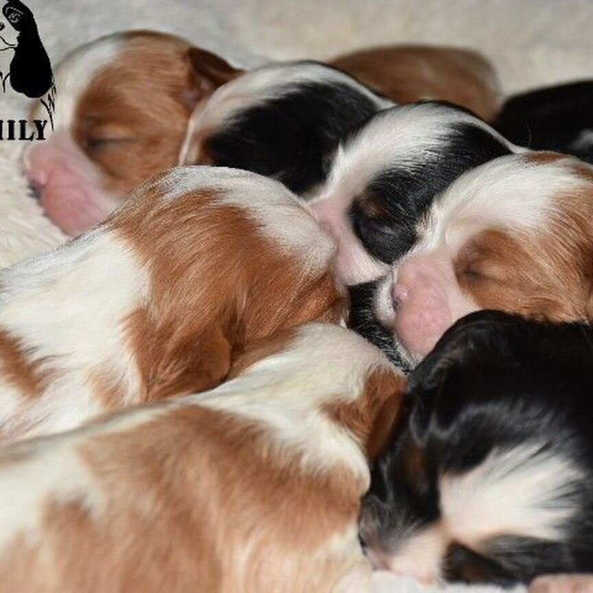 Кавалер кинг чарльз спаниель