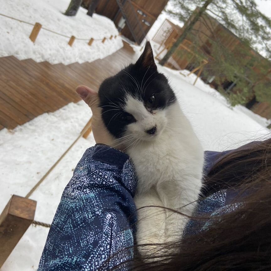 Котенок 7мес