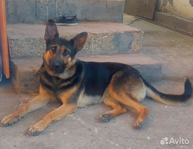 Немецкая овчарка
