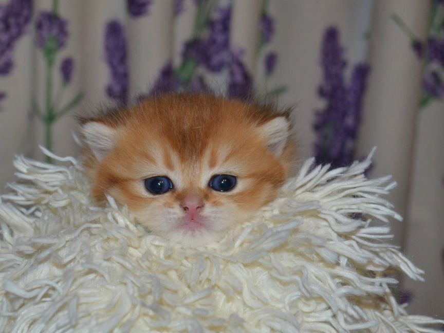 Британский золотой котик