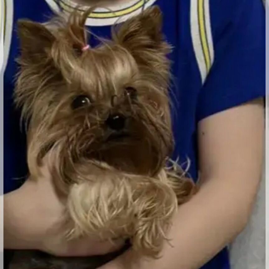 Йоркширский терьер, взрослая собака