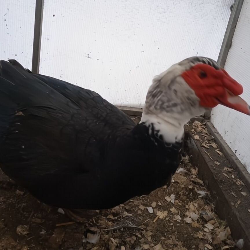 Индоутак и индоутки